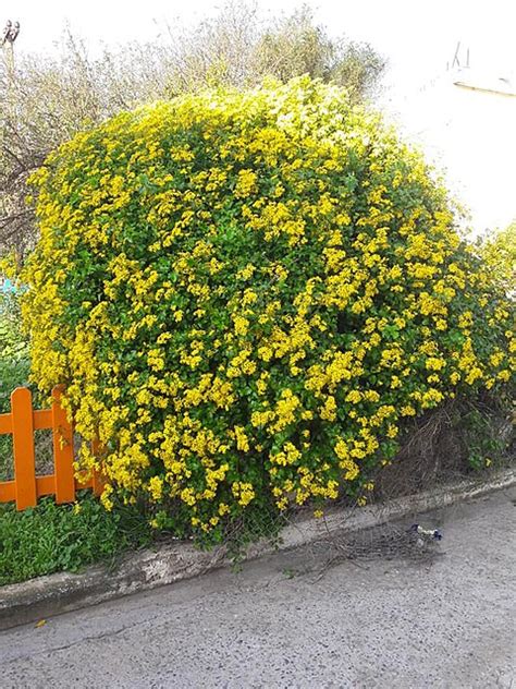 Hedge Detailed Pedia