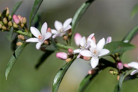 Tilba Nursery Philotheca Eriostemon Ruby Cascade Is Facebook