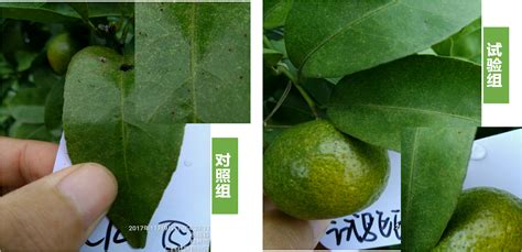 阿维乙螨唑针对红蜘蛛示范试验—大丰收柑橘试验基地