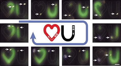 Multi‐agent Control Of Laser‐guided Shape‐memory Alloy Microrobots Kim 2023 Advanced