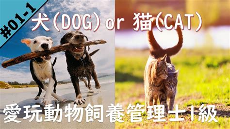 愛玩動物飼養管理士1級テーマ別クイズ犬or猫編Part1 YouTube