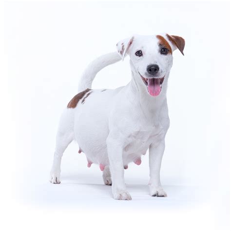 Sterilisatie Van De Teef Hond Dierenkliniek Tiel