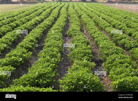 Peanut Growing Vegetable Plot In Organic Farm Bean Plants That Are About 1 2 Months Old Stock