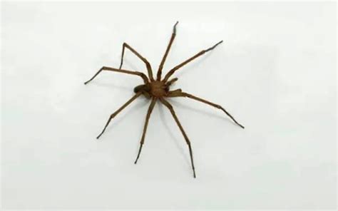La Araña Venenosa Más Común En Las Casas Cómo Reconocerla Y Actuar
