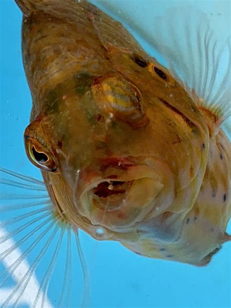 オハグロベラ 2022 12 28 WEB魚図鑑