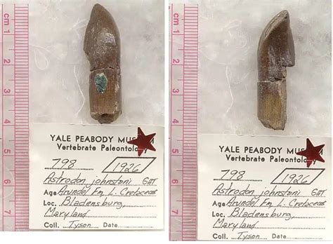 Astrodon Star Toothed Sauropod Of The Early Cretaceous