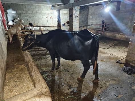 Qsawai Bhens For Sale 5 Man Wazan Buffalos 1107255994