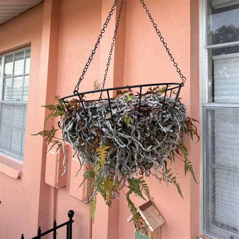 Keep Your Assam Rabbits Foot Fern Alive Light Water And Care Instructions