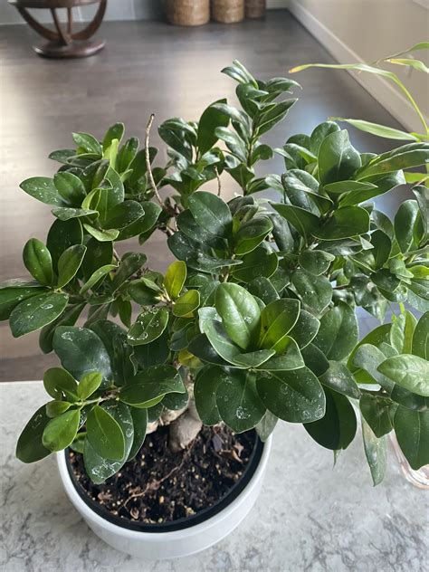 My Ficus Ginseng Bonsai Plan It Shedding A Lot Of Leaves In Washington
