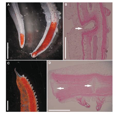 Octopoteuthis Deletron A A Regenerating Photophore Left Next To A