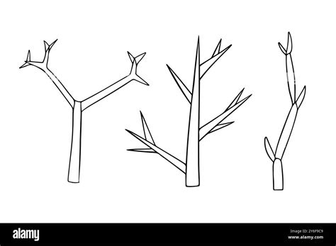 Vector Isolated Illustration Of Shoot Branching Types On White
