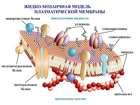 Структурно-функциональная организация биологических мембран ...
