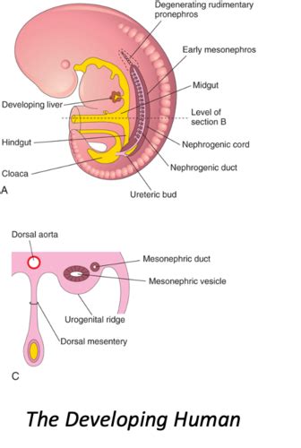 Embryology Sexual Differentiation And Defining Reproductive Tracts