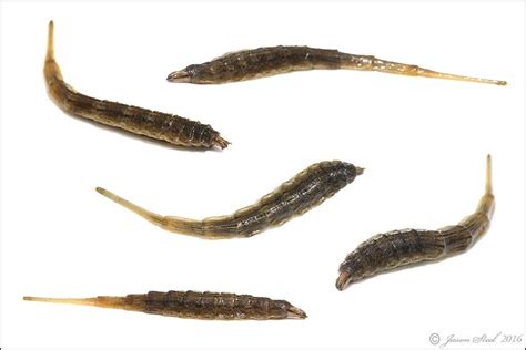 Pond Bugs Identification