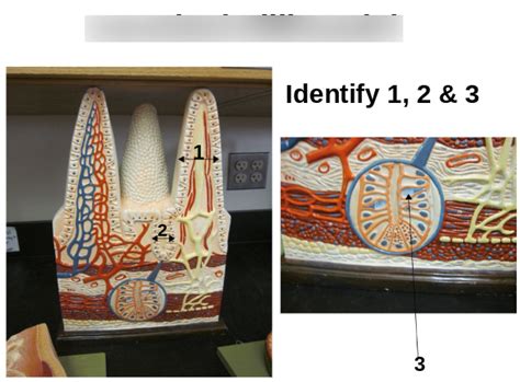 Anatomy Lab Practical 2 Intestinal Villi Model Diagram Quizlet