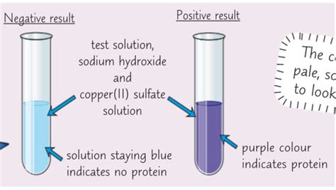 Biology Paper 1 Flashcards Quizlet