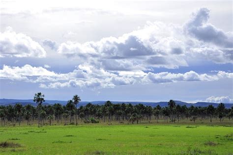 The Difference Between Biome Vs Ecosystem Definitions With Examples