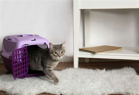 猫をペットショップから迎える。その際の注意点とは Peco（ペコ）