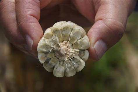 New Publications Biofortification Of Maize With Provitamin A Can