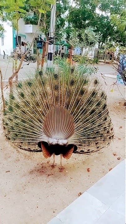 Dancing Peacock 🦚 Youtube