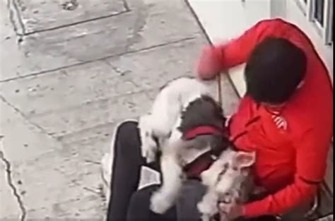 Identifican Al Sujeto Que Golpeó En La Cabeza A Una Perrito 889 Noticias