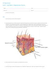 Lab Exercise Integument Pdf Integumentary Lab Lab Report Integumentary System Name