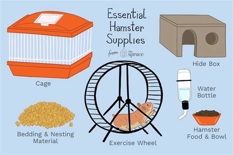 Tips For Taking Care Of Hamsters Hembq