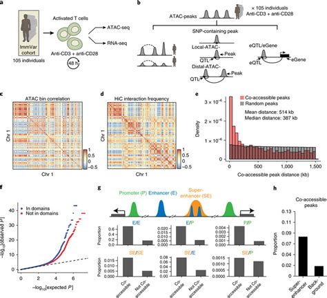 Inter Individual Chromatin Co Accessibility A Overview Of T Cell