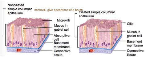Pseudostratified Ciliated Columnar Epithelium Diagram