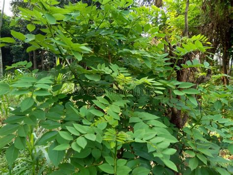 Dalbergia Latifolia Also Known As Sonokeling Sanakeling Rosewood With