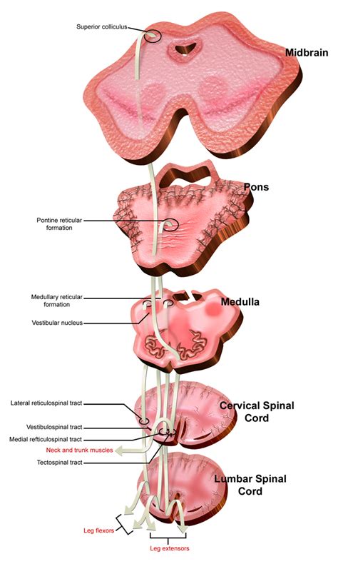 Reticulospinal Tract