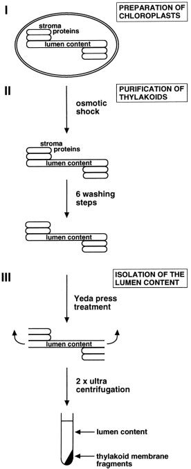 Thylakoid Structure And Function