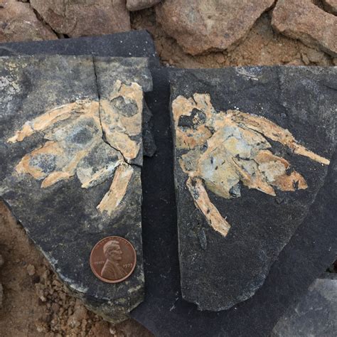 Vertebrate Paleontology Research At The Academy Of Natural Sciences