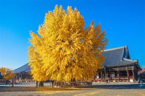 秋日限定金黃美景 京都銀杏必訪景點5選 Ya Travel 野旅行新聞網