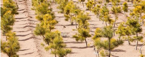 Chinas Green Great Wall Is On The Front Line Of Its Fight Against