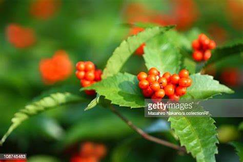 Sarcandra Glabra Photos And Premium High Res Pictures Getty Images