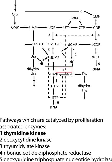 Figure 2 From Thymidine Kinase And Cancer Monitoring Semantic Scholar