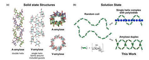 Amylose Dimerization In Solution Glycopedia