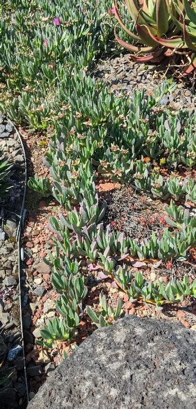 Plant Terrestrial Plant Grass Live Wallpaper Free Download