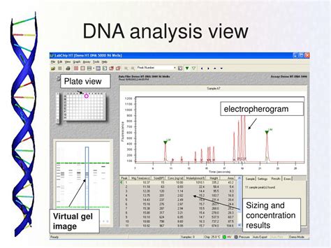Ppt Automated Analysis Of Dna Rna And Proteins By Electrophoresis