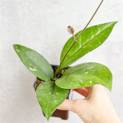 Buy Hoya Fungii X Pubicalyx Eds Plant Shop Eds Plant Shop