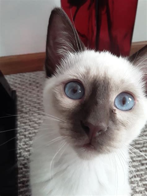 Addy On Twitter Cute Cats And Dogs Cute Animals Pretty Cats