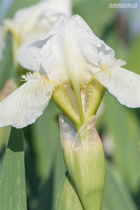 Szkółka Bylin Dobrepole Iris Pumila Schwanensee Kosaciec Niski