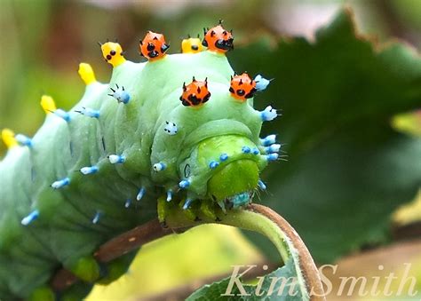 Cecropia Moth Caterpillar Size