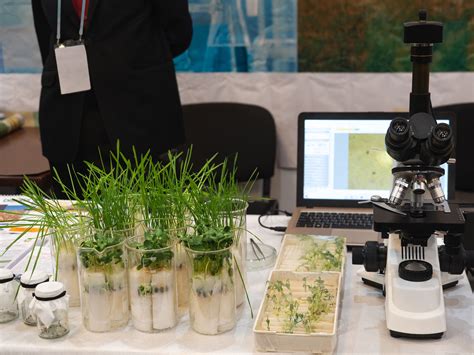 Discovery Could Fortify Soybean Cyst Nematode Resistance The Scn