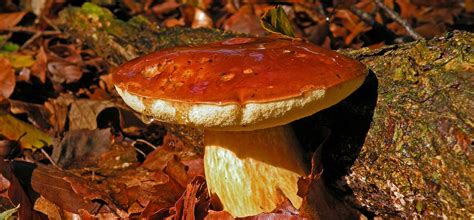 Boswachter John Foerageren In Het Bos Goois Natuurreservaat