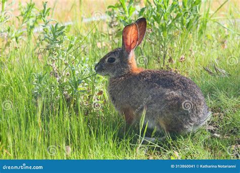 California Wildlife Series Desert Cottontail Rabbit In The Spring