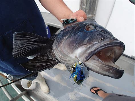 Icrefa Bottom Jigging Gets It Done