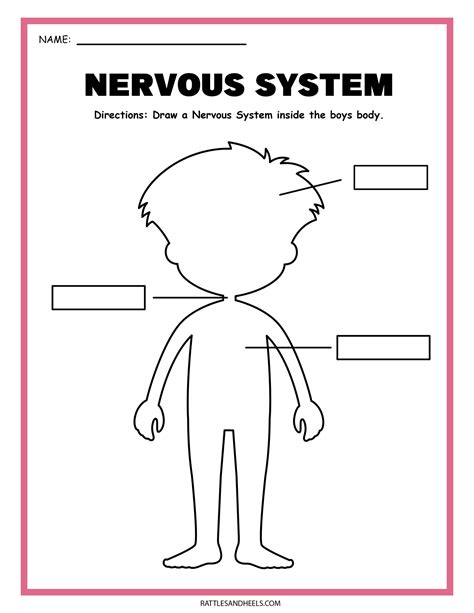 Grade 5 Nervous System