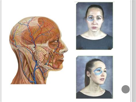 Эстетическое тейпирование лица и тела презентация онлайн Kinesiology Taping Kinesio Taping